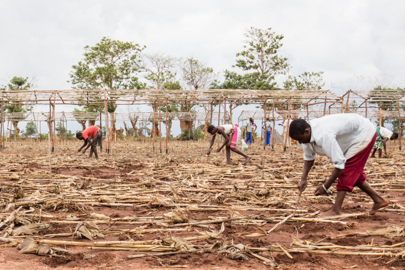 Leeds staff, alumni & students guide on Malawian Climate Adaptation ...