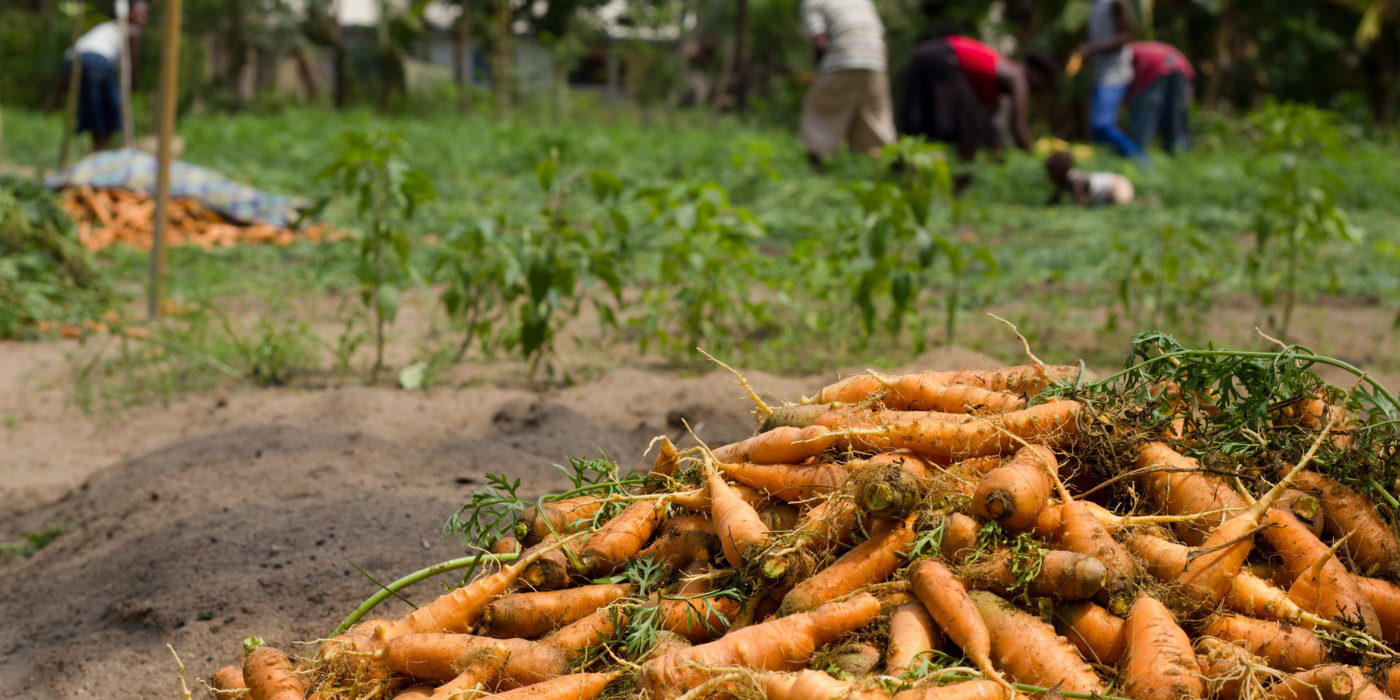 Climate Resilient and Equitable Agricultural Transformation in Africa ...